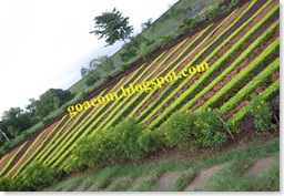 Selaulim dam and gardens - Goa's hinterland beauty | Goa news,Goa ...